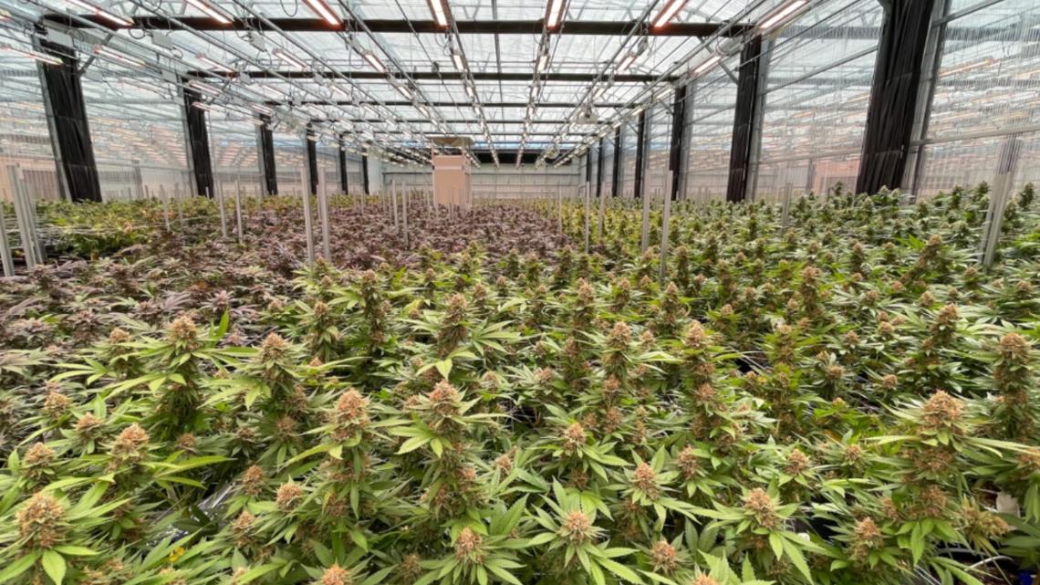 Hemp Industry seeks to deregulate Missouri cannabis | ksdk.com