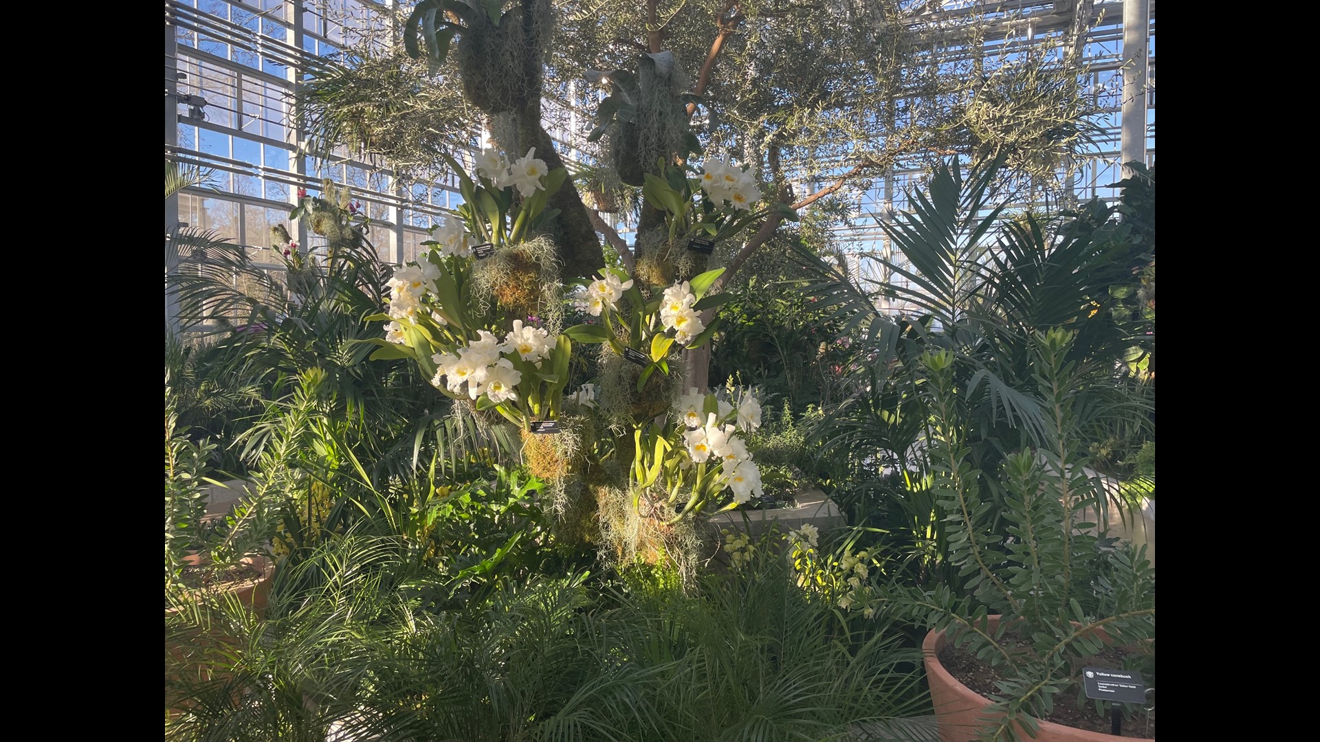 Orchid Show returns to Missouri Botanical Garden | ksdk.com