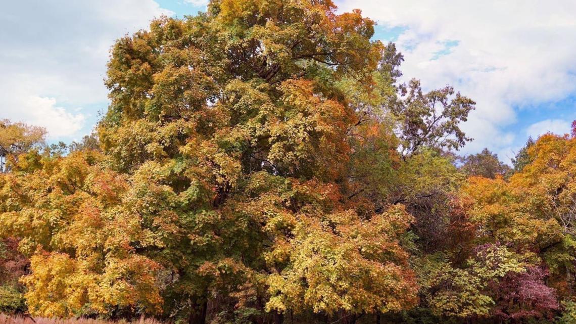 Fall foliage 2021: Trees with autumn leaf colors in St. Louis | ksdk.com