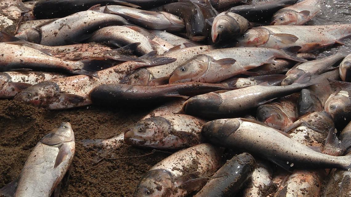 Countless dead carp at a St. Louis lake an omen of things to come ...