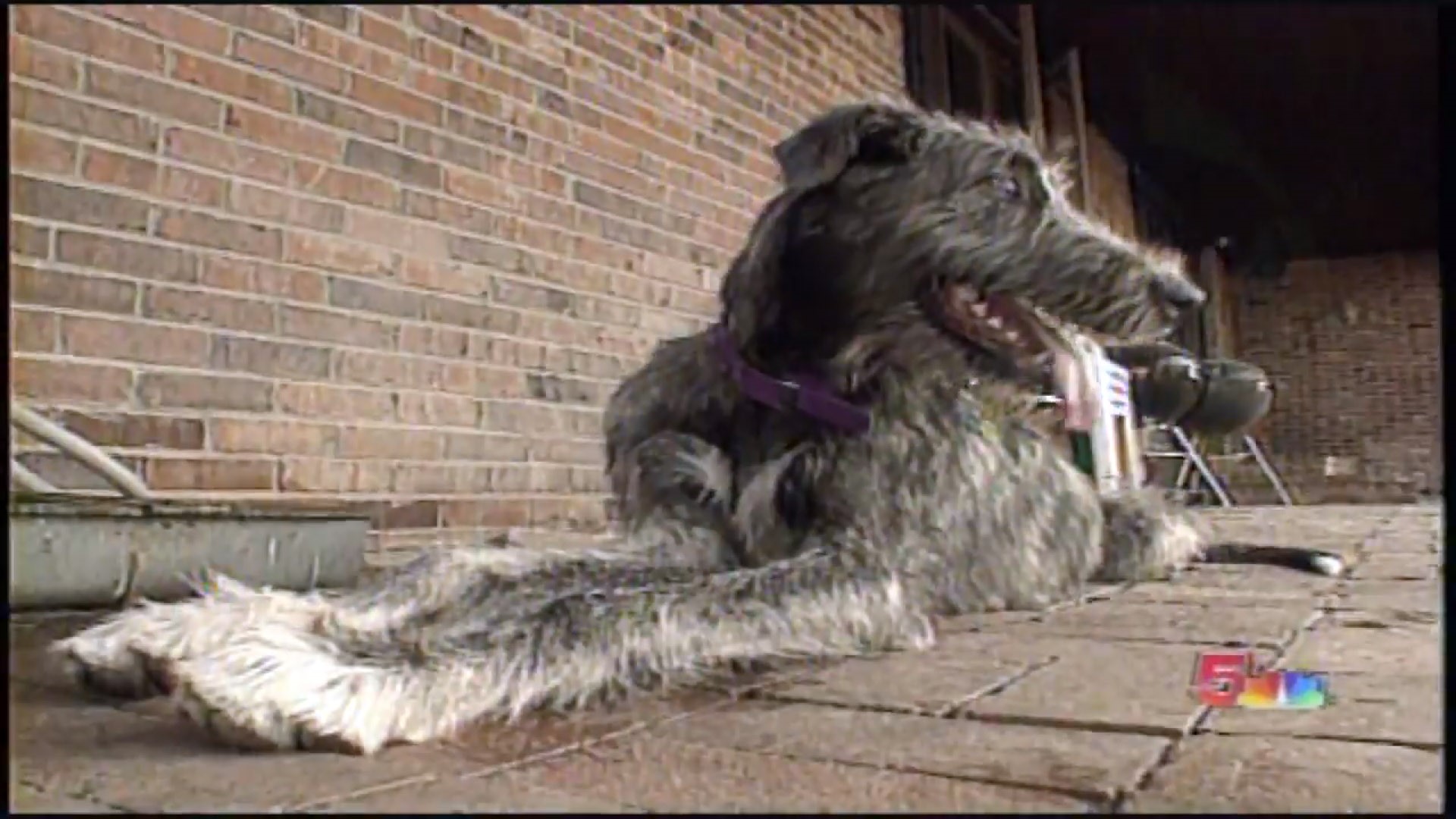 KSDK history: The flood of '93, Sammy's Stars | ksdk.com