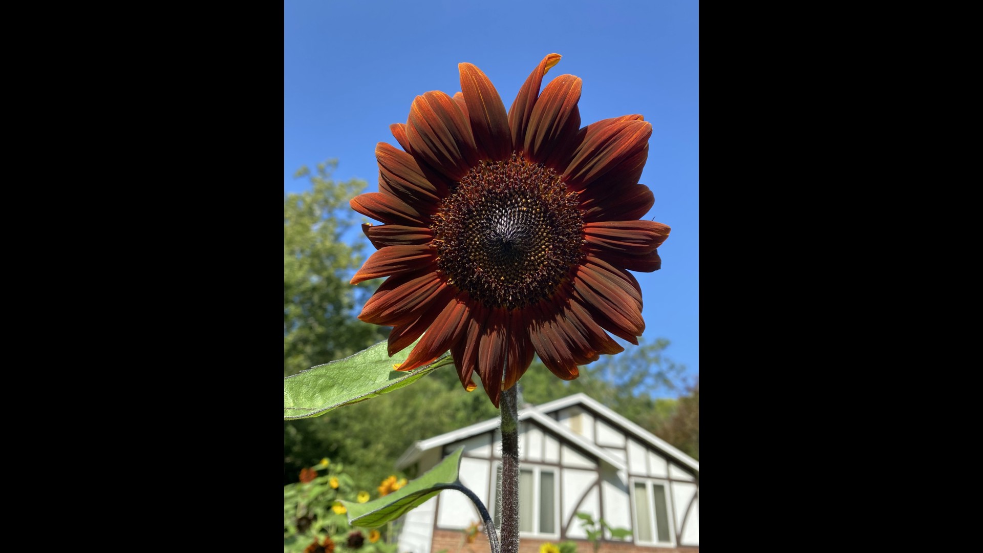 St. Peters man grieves hundreds of flowers destroyed | ksdk.com