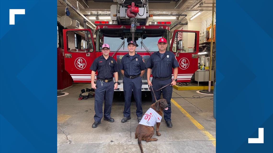St. Louis fire K-9 dies during search of downtown building | ksdk.com