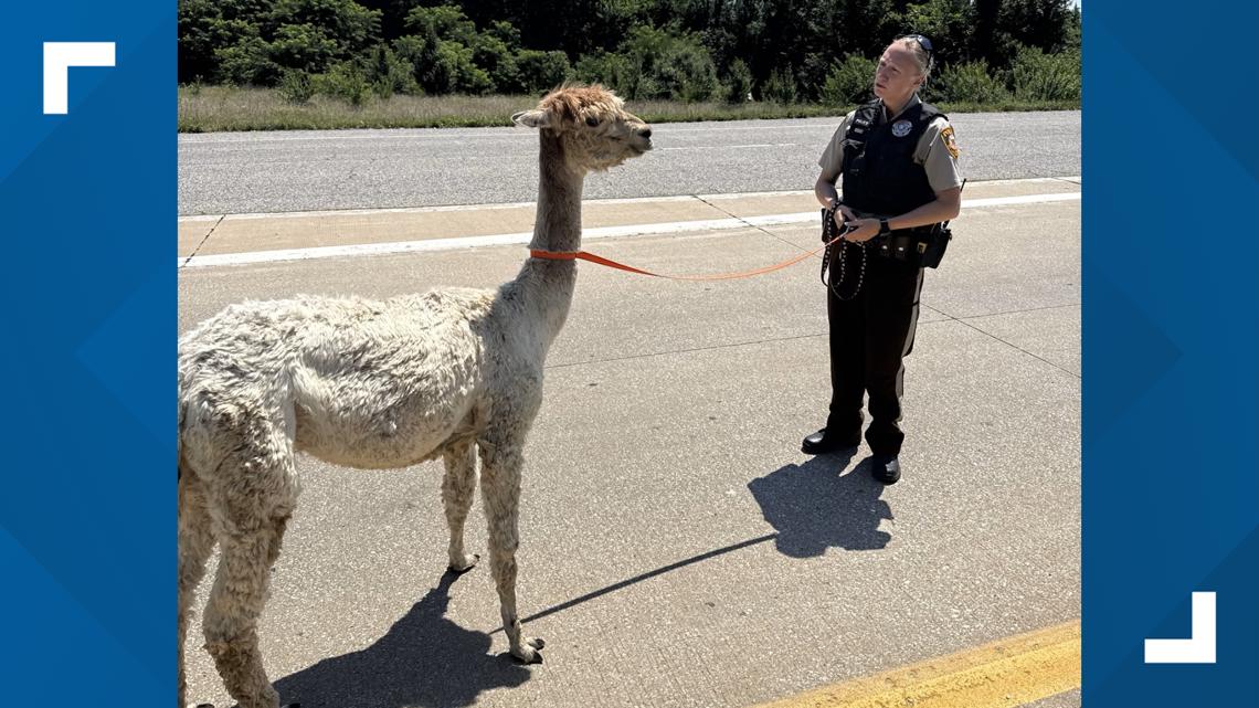 St. Louis County police rescue alpaca on Highway 367 | ksdk.com