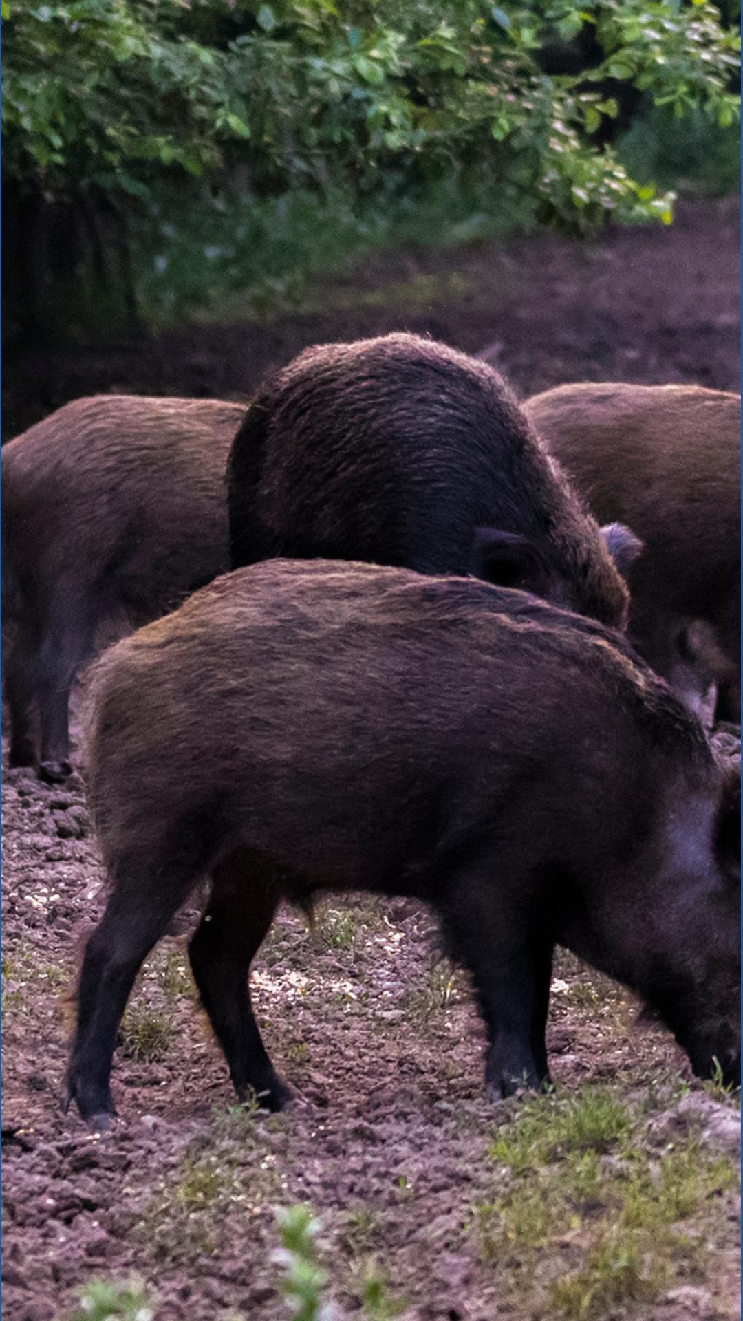 Missouri significantly cuts feral hog population, Mizzou says | ksdk.com