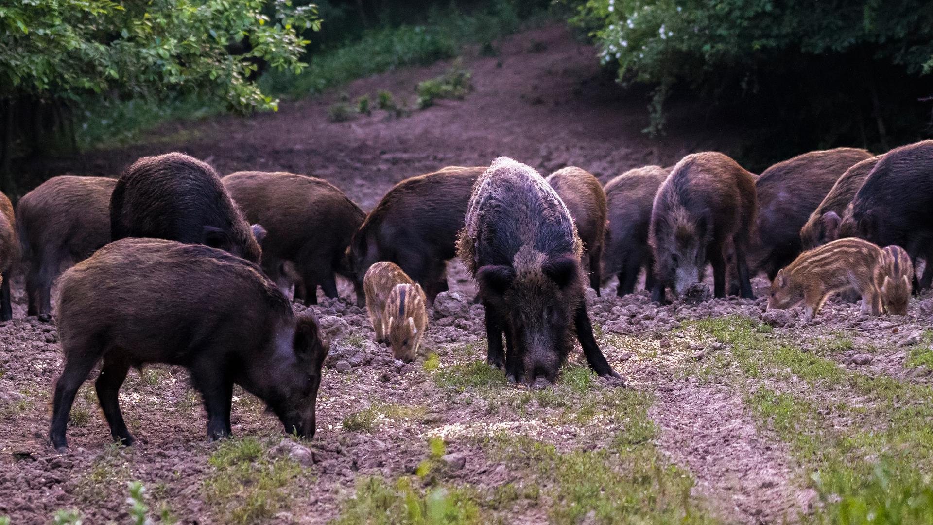 Missouri significantly cuts feral hog population, Mizzou says | ksdk.com