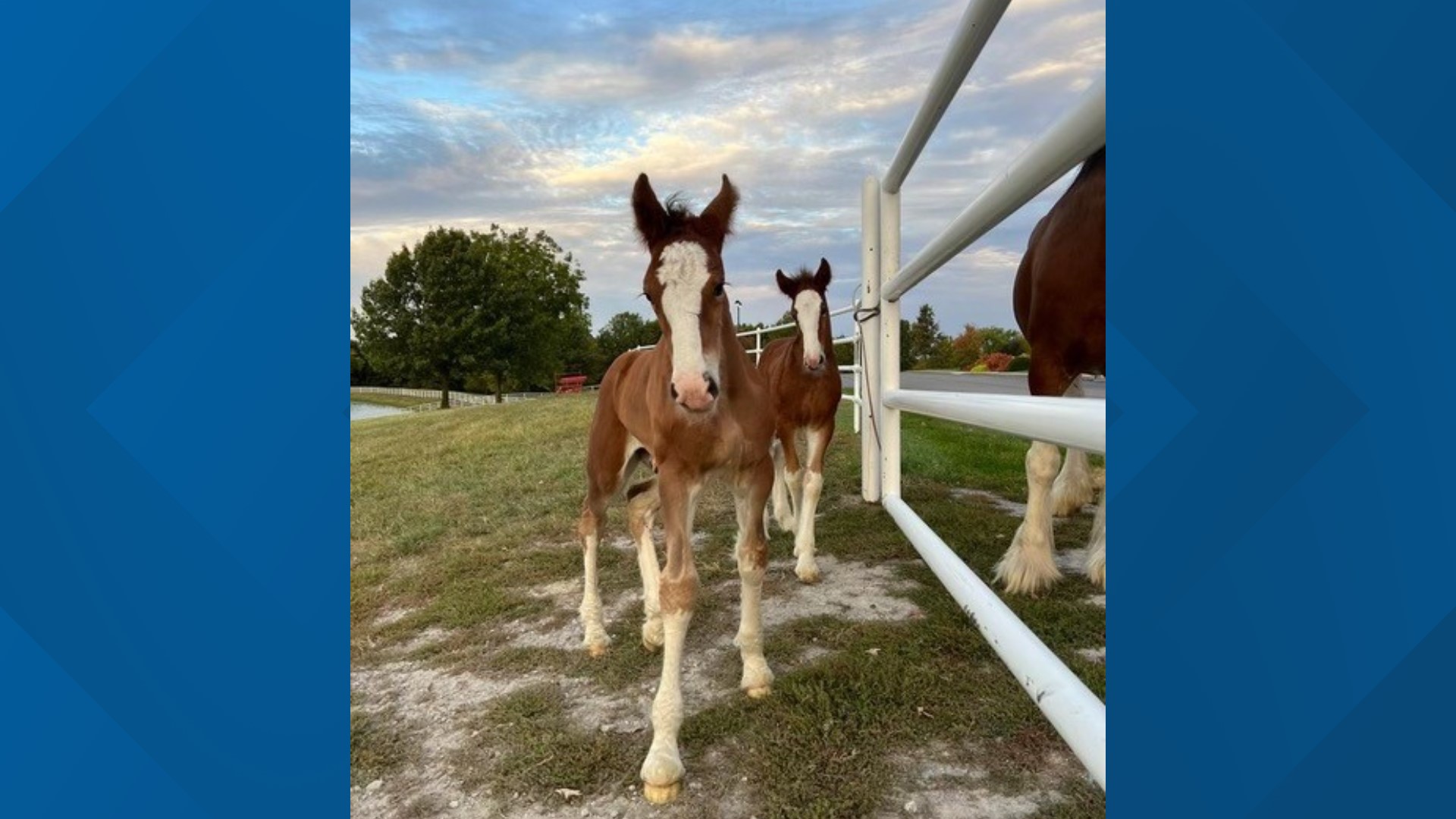 Budweiser Clydesdale foals born at Warm Springs Ranch | ksdk.com