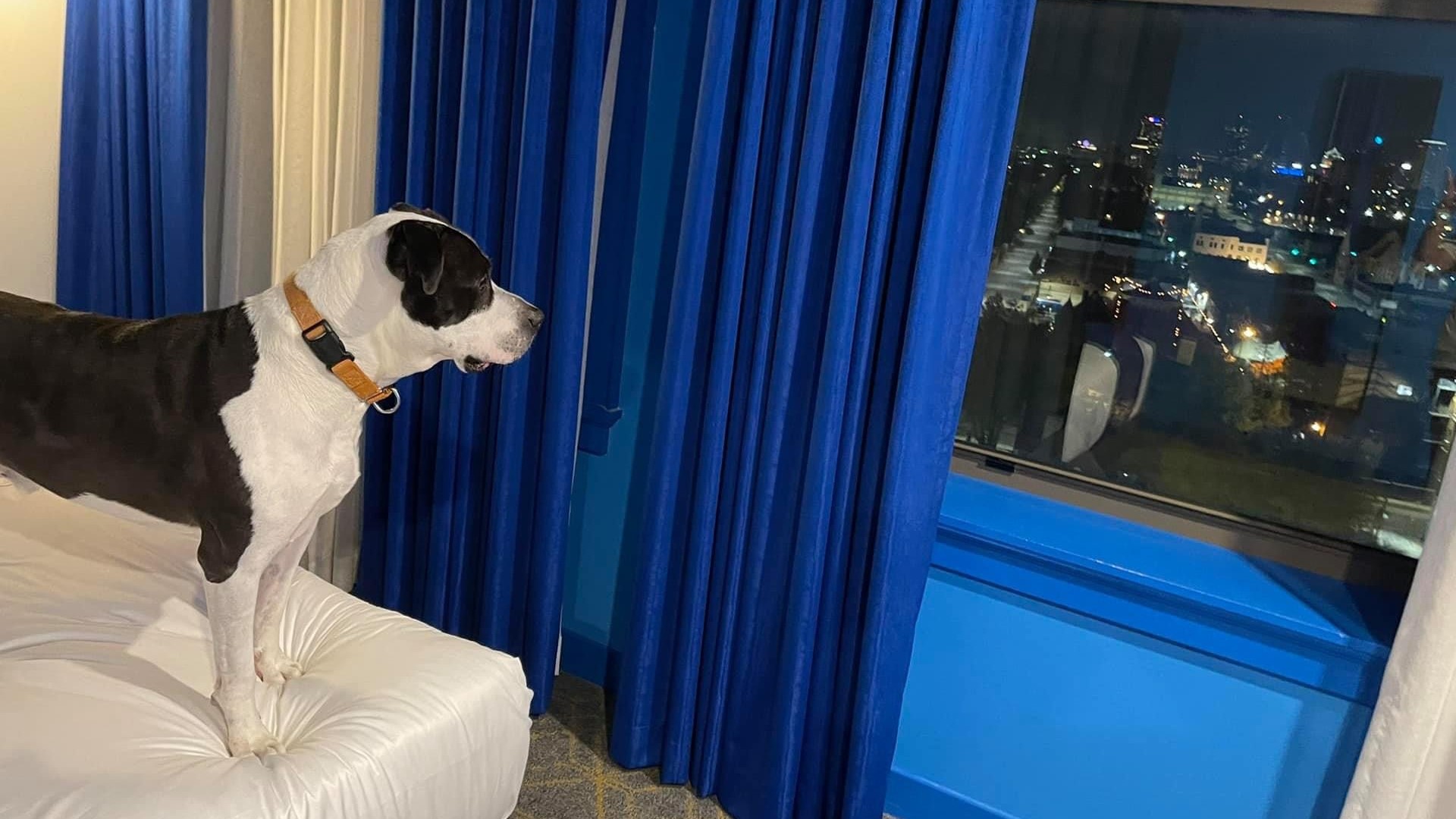 St. Louis rescue and hotel team up to help shelter dogs | ksdk.com