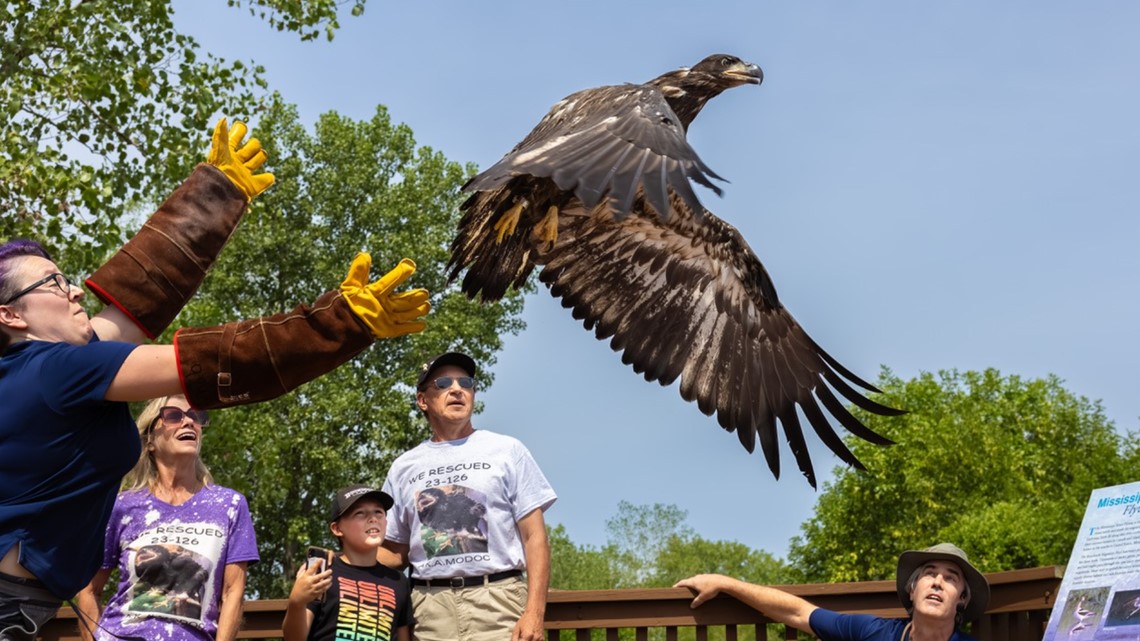 Murphy's fostered eaglet gets released | ksdk.com
