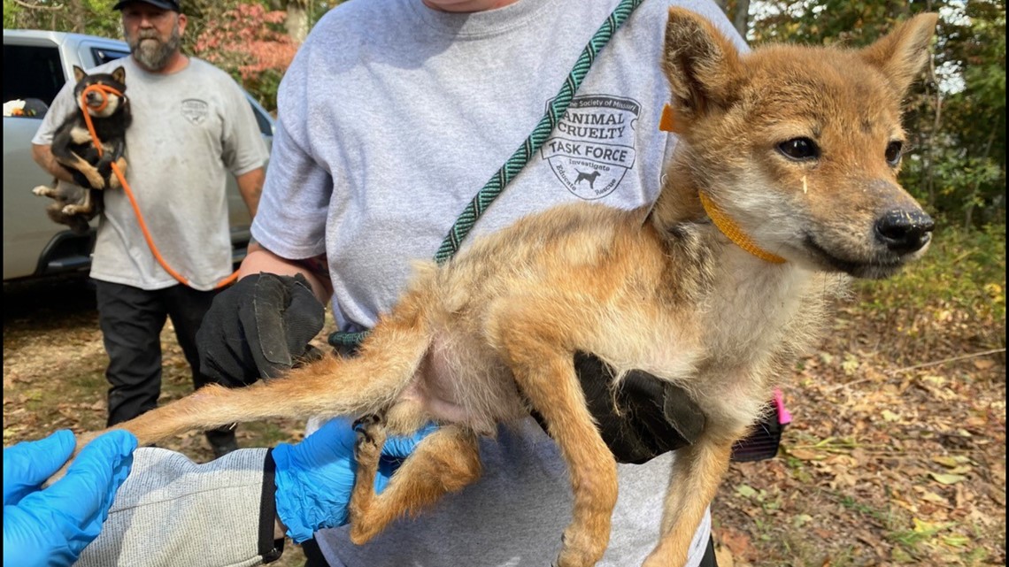 HSMO rescues starving dogs from former breeder | ksdk.com