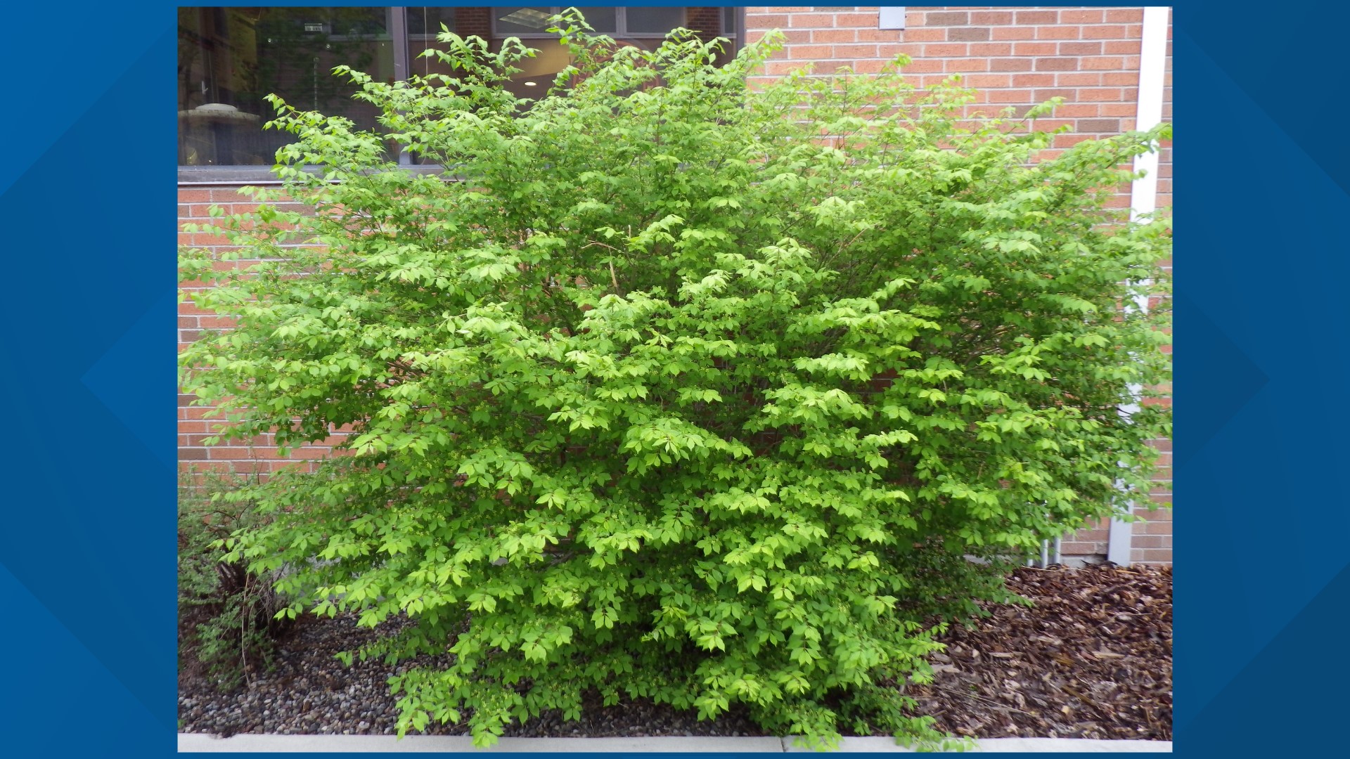 Bradford pear, burning bush banned in Missouri under new bill | ksdk.com