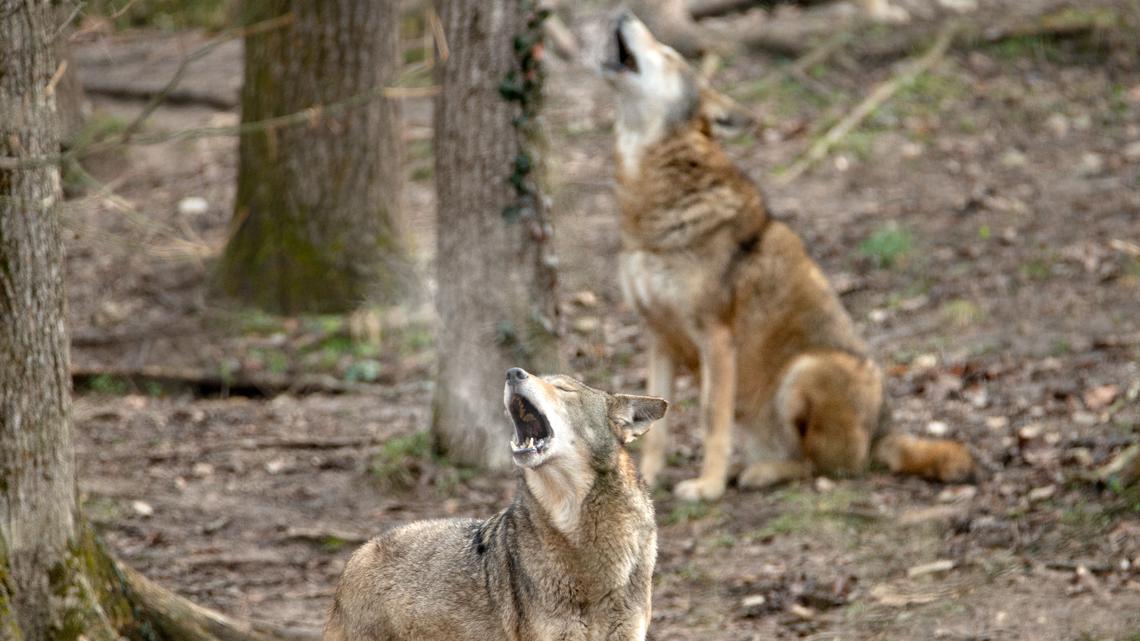 Missouri's coming 'ghost wolves' may save the world's most endangered ...