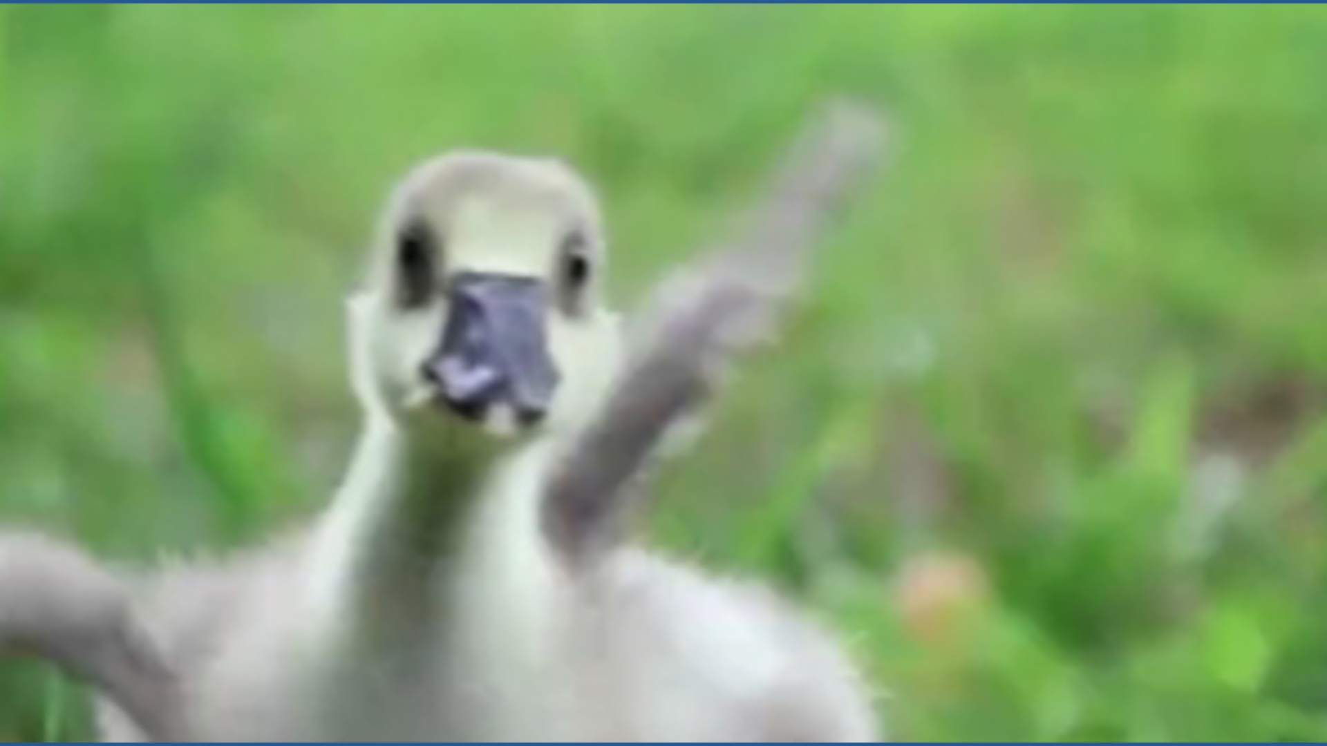 St. Louis Zoo announces birth of swan goose last month | ksdk.com