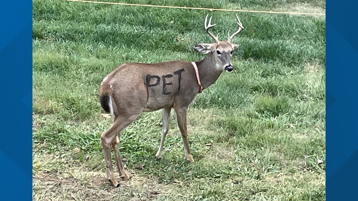 MDC warns to leave animals wild when deer is found as pet | ksdk.com