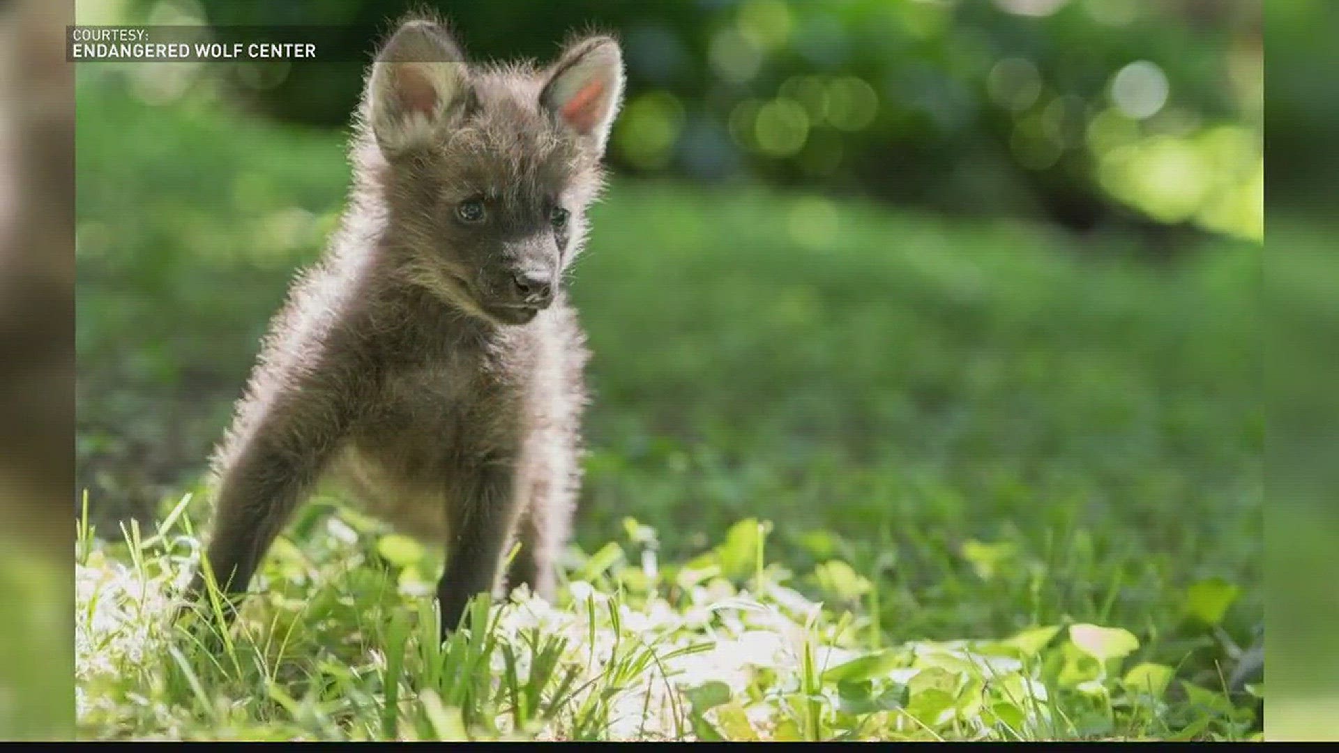 Maned wolf pup gets new home at Endangered Wolf Center | ksdk.com