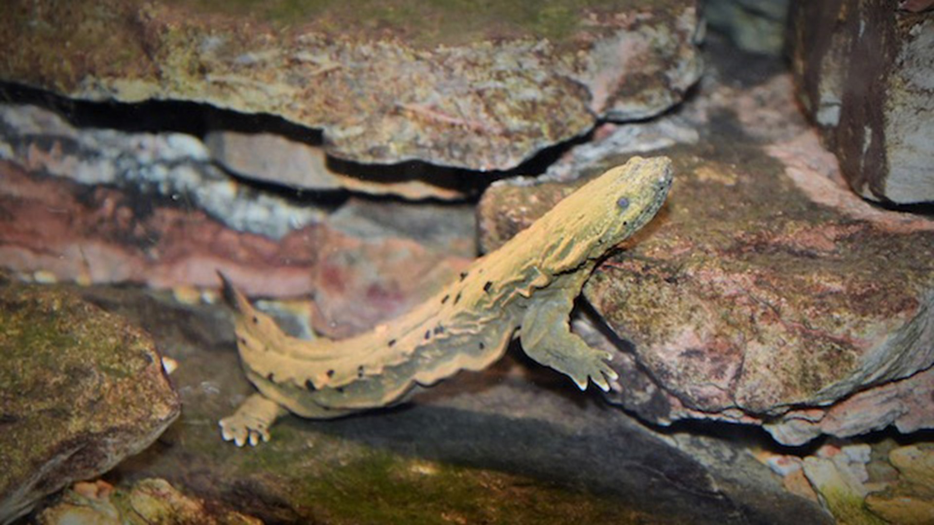 Hellbenders released into Ozark rivers | ksdk.com