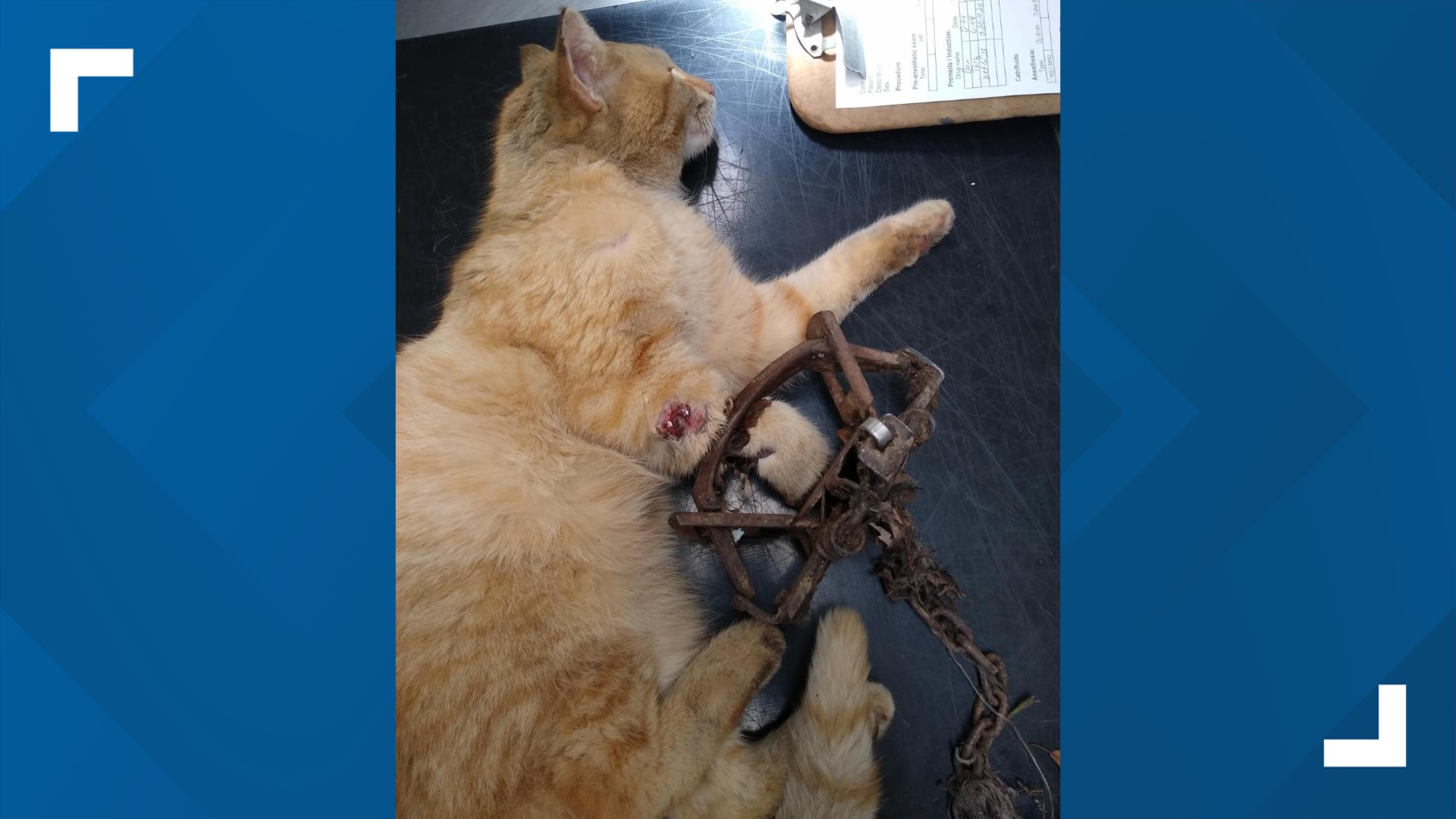 Cat gets adopted after losing leg in predator trap in Franklin Co ...