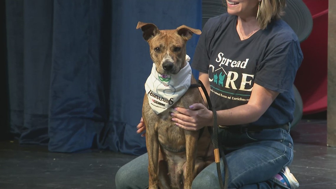 CARE STL and Magnolia St. Louis share dog-friendly spots in St. Louis ...