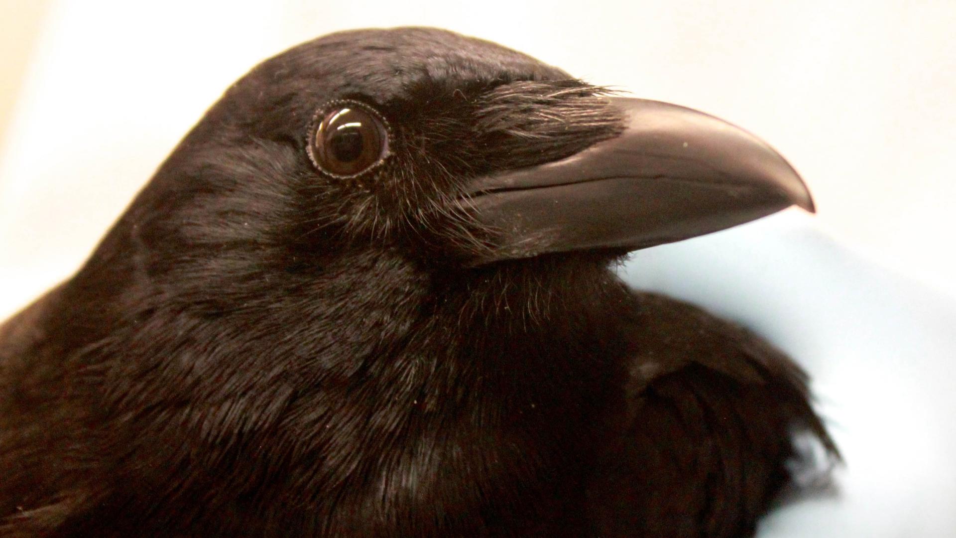 Illinois' forgotten 'Crow War' bombs were a conservation failure | ksdk.com