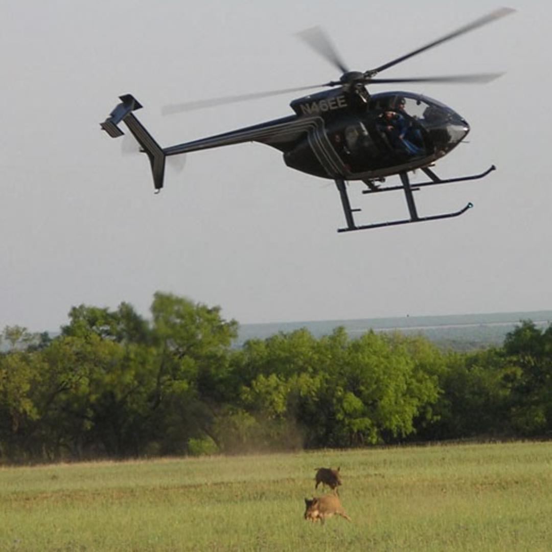 Aerial feral hog elimination shuts down 2 Missouri state parks for days ...