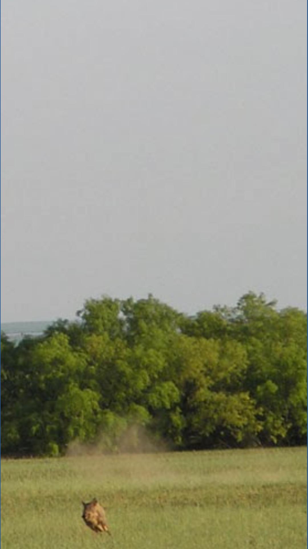 Aerial feral hog elimination shuts down 2 Missouri state parks for days ...