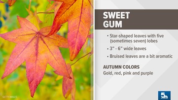 St. Louis fall foliage guide: Best leaf-peeping spots | ksdk.com