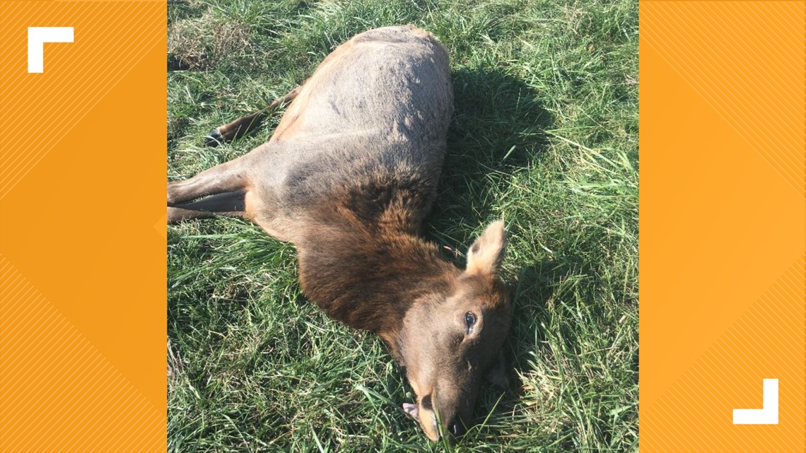 $20,000 reward offered for information about elk poaching | ksdk.com