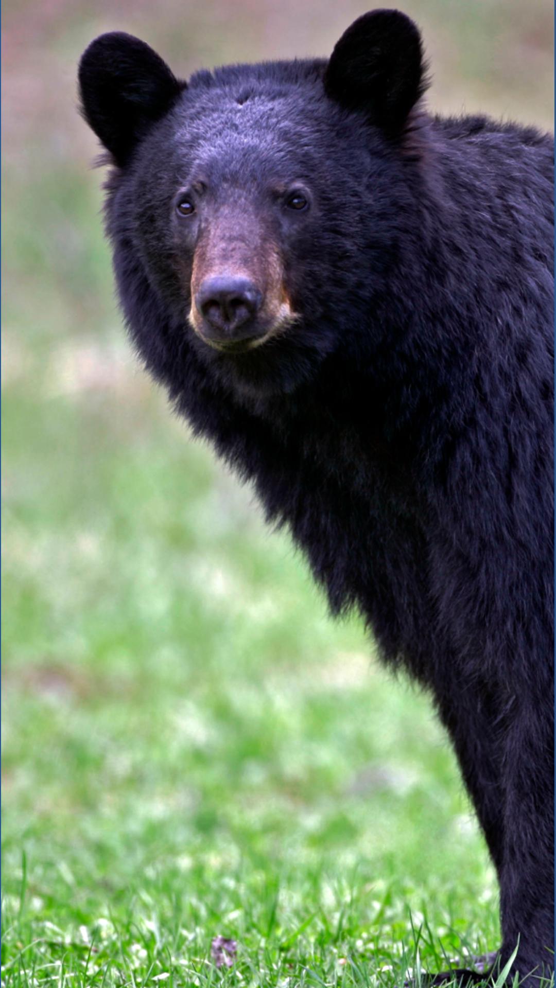 Rolla residents warned amid bear sightings near Denny's | ksdk.com