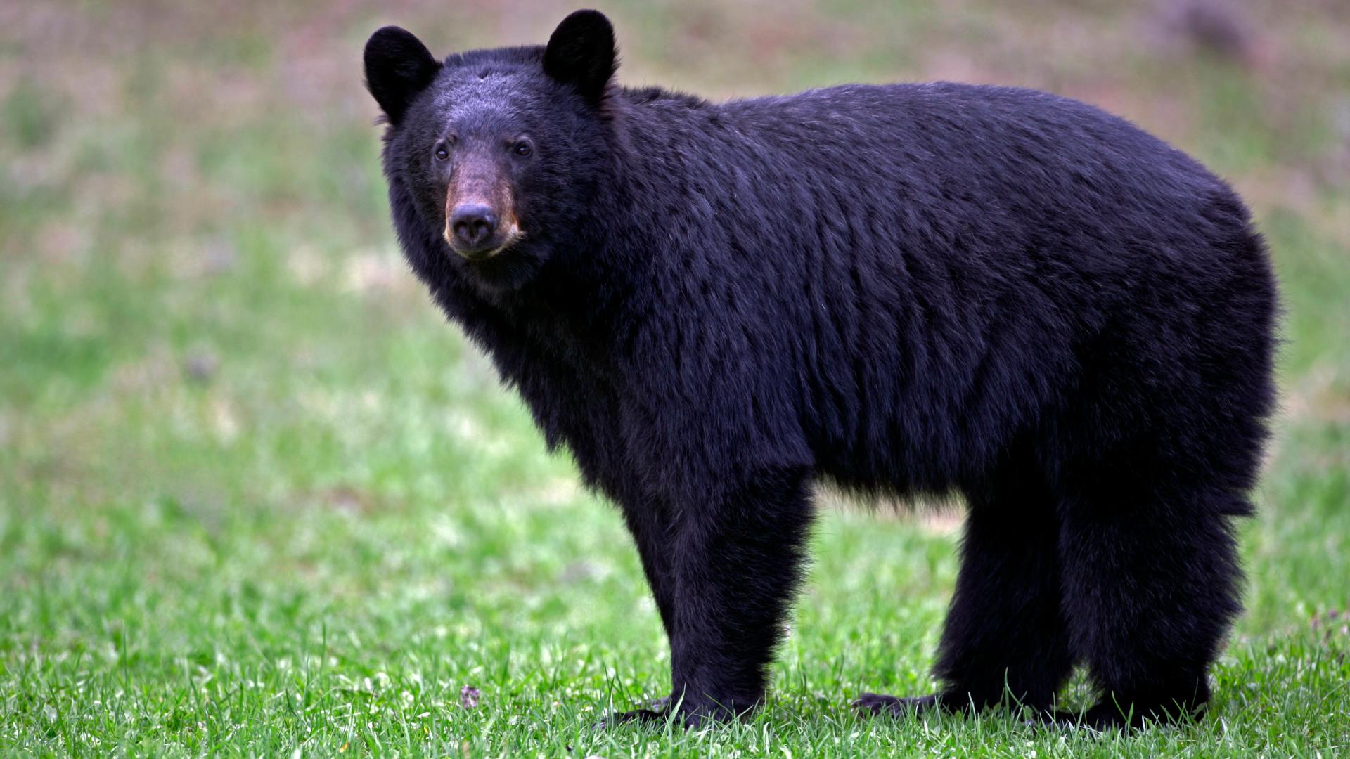Rolla residents warned amid bear sightings near Denny's | ksdk.com