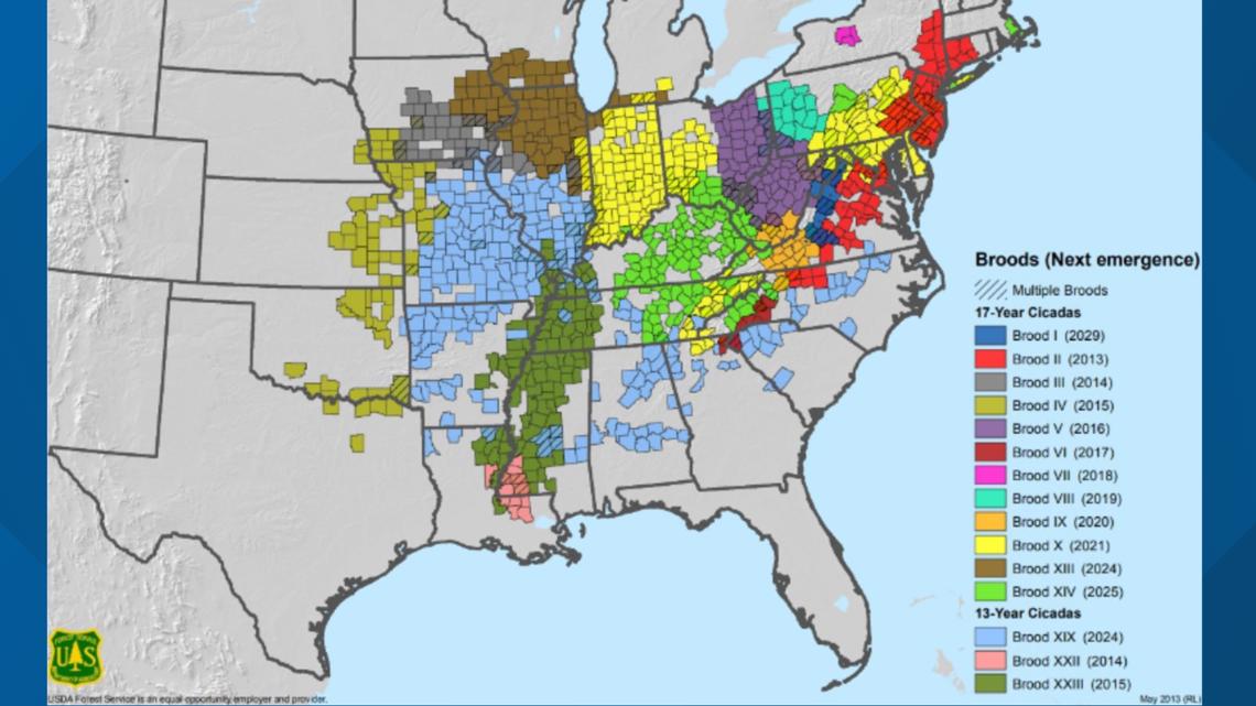 Cicada brood 2025 guide: Where will the loud bugs emerge this year ...