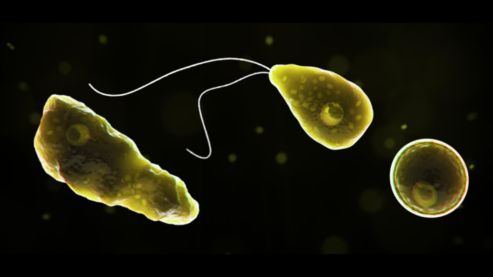 Brain eating amoeba patient dies in Missouri after Naegleria fowleri ...