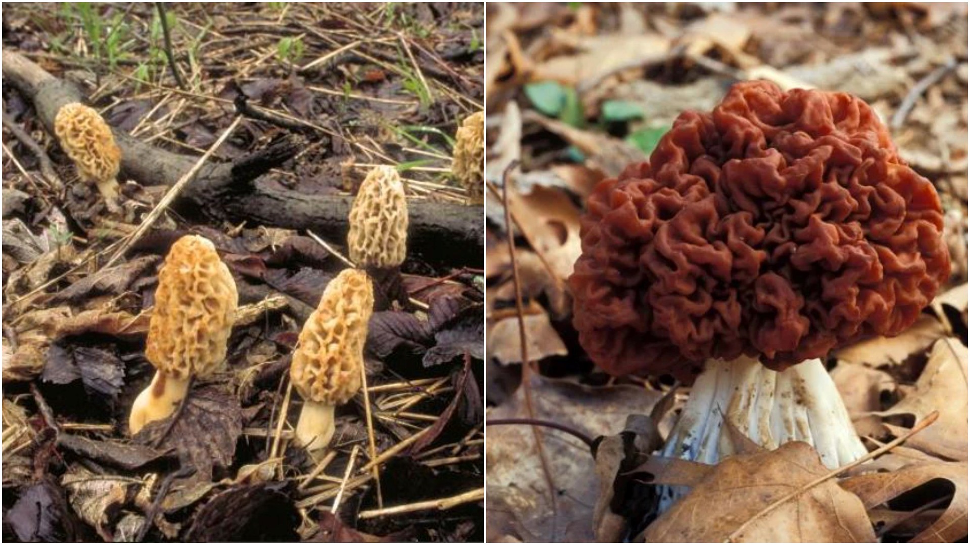 Missouri's morel mushroom season is here | ksdk.com