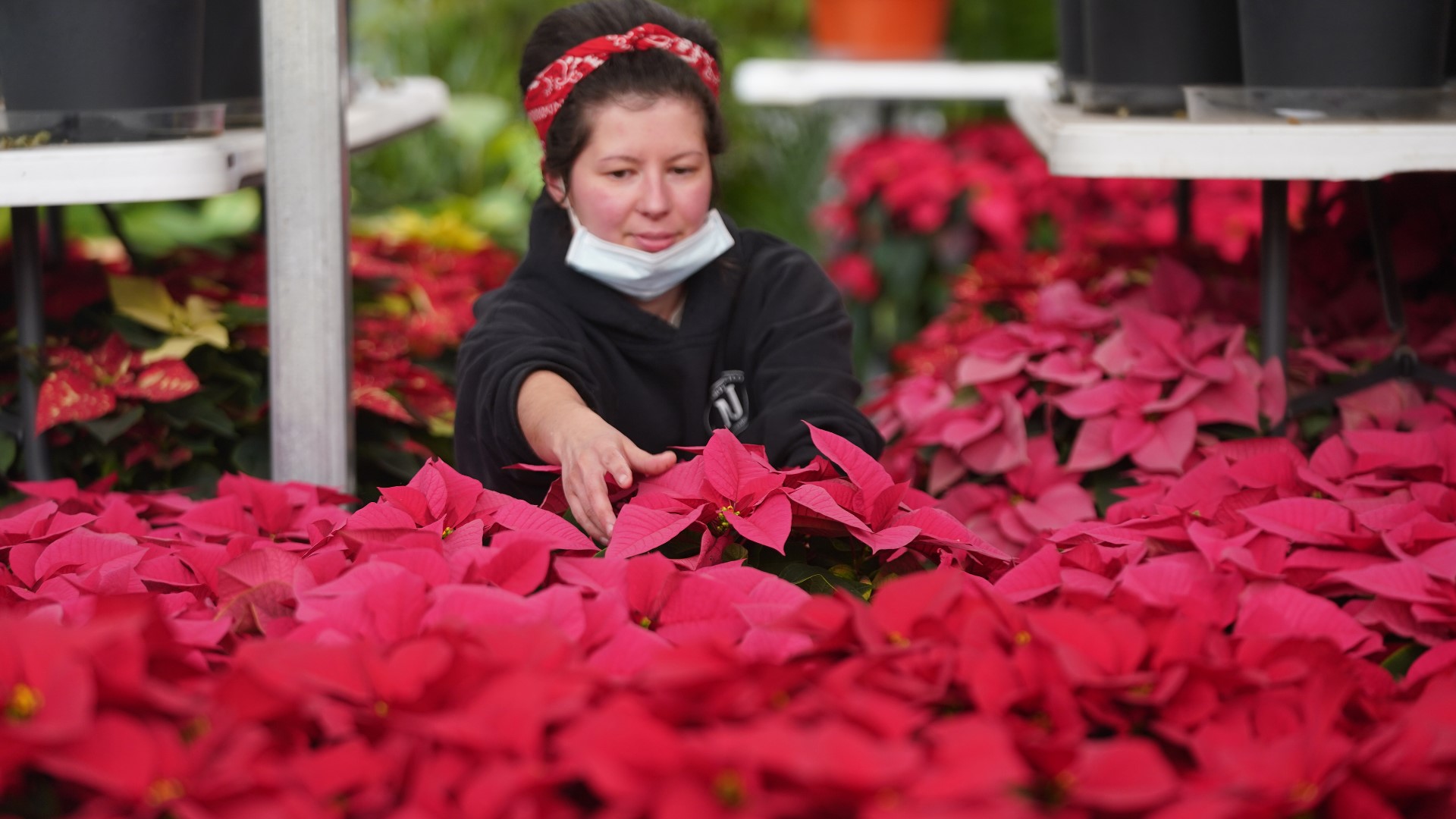 The history of the Christmas flower | ksdk.com