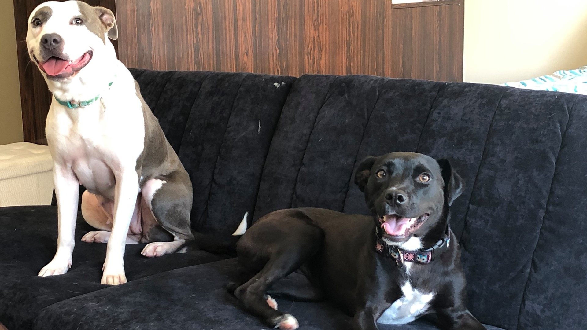 St. Louis animal shelter needs foster homes | ksdk.com