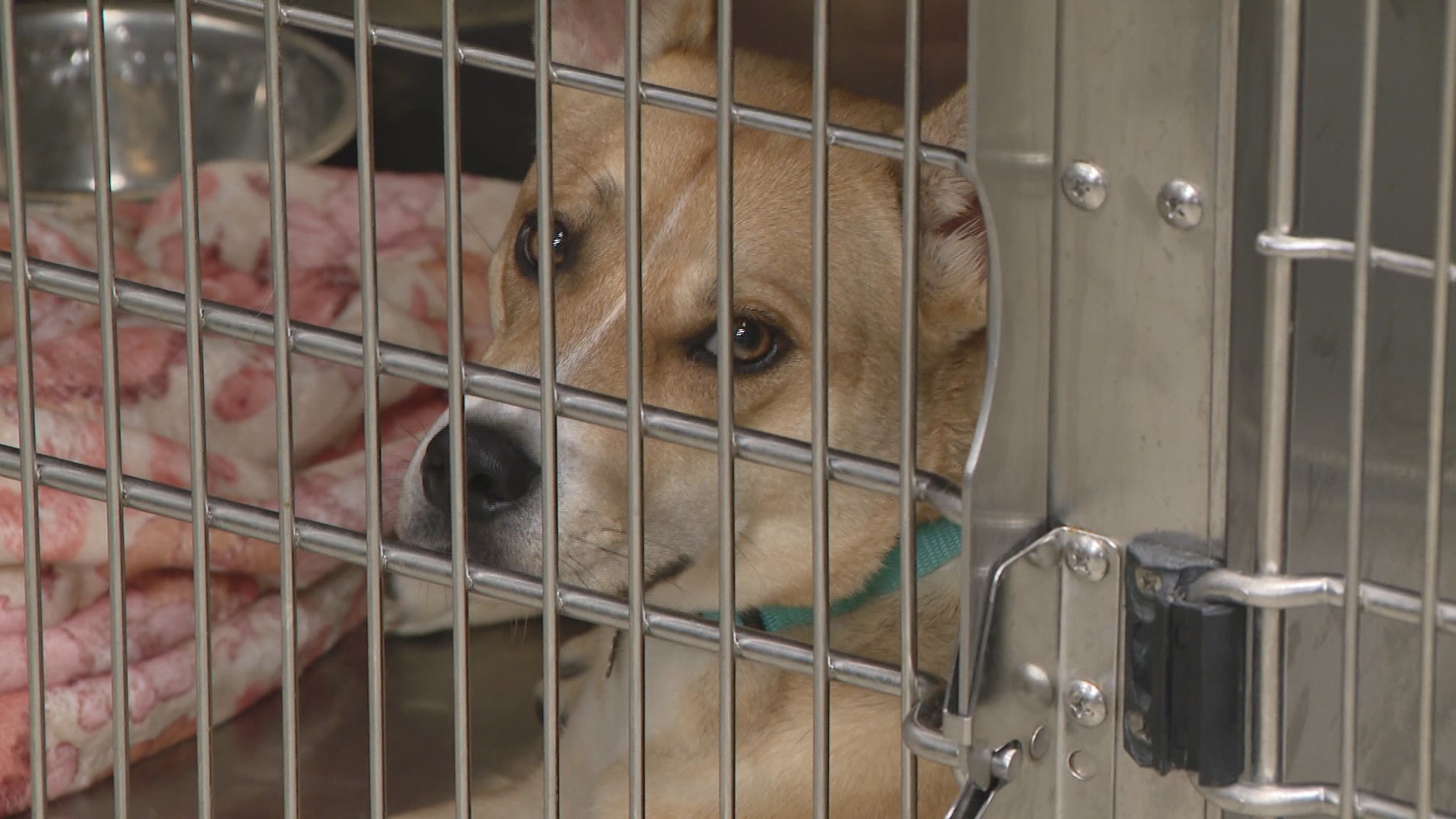 St. Louis County animal shelter continues to battle parvovirus outbreak ...