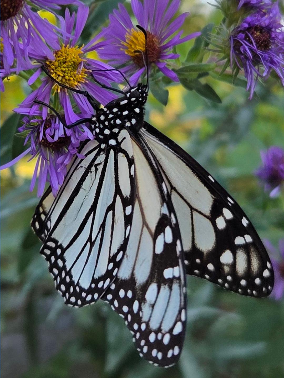 Rare white Monarch butterfly spotted in Missouri | ksdk.com