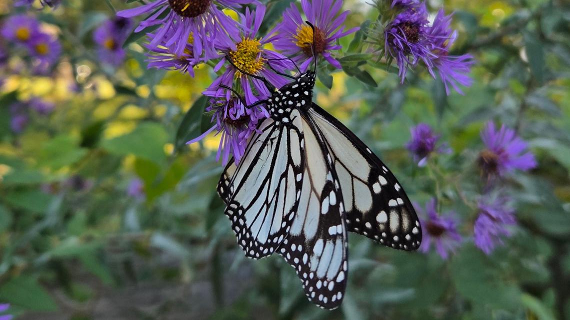 Rare white Monarch butterfly spotted in Missouri | ksdk.com