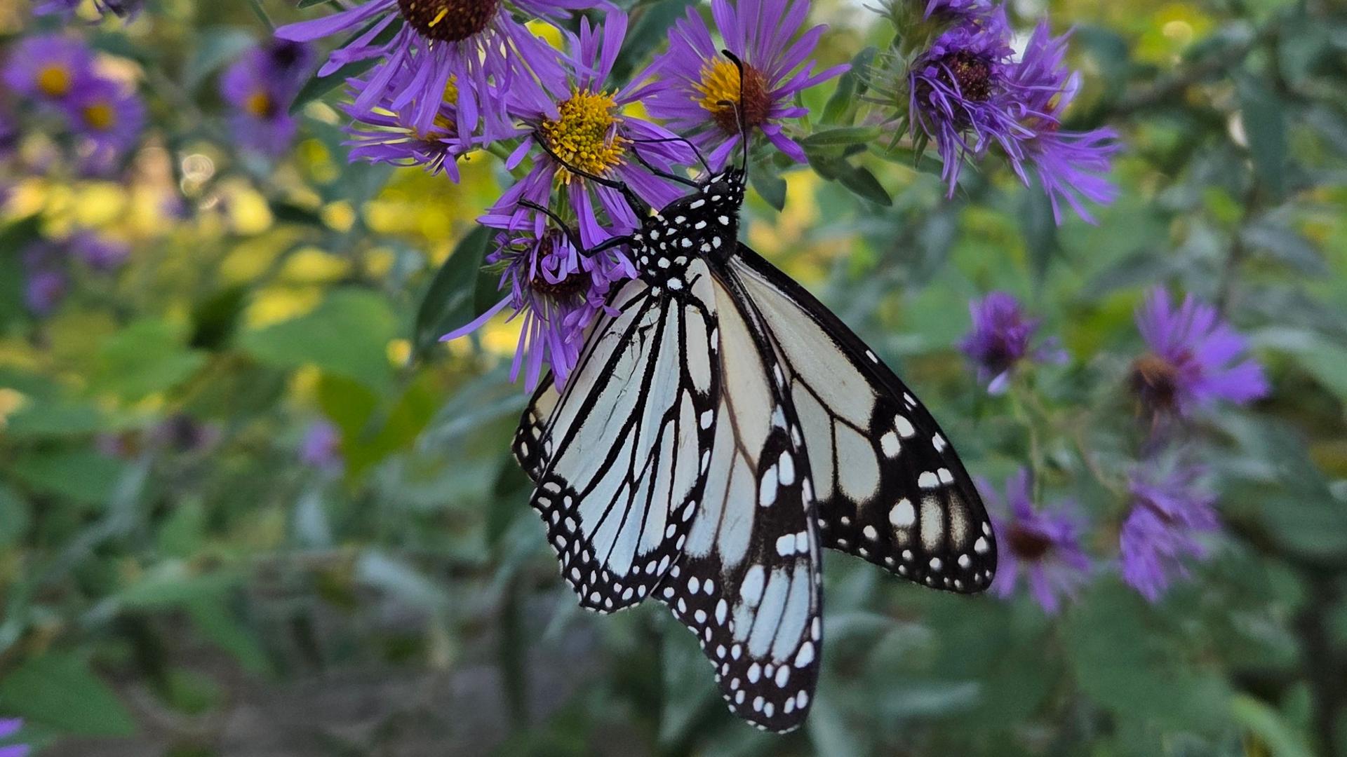 Rare white Monarch butterfly spotted in Missouri | ksdk.com