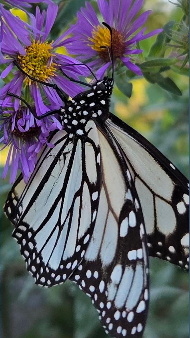 Rare white Monarch butterfly spotted in Missouri | ksdk.com