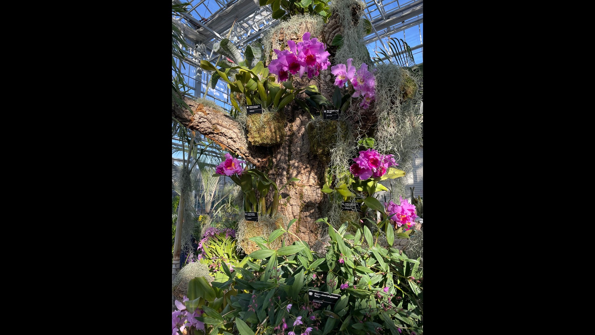 Orchid Show returns to Missouri Botanical Garden | ksdk.com