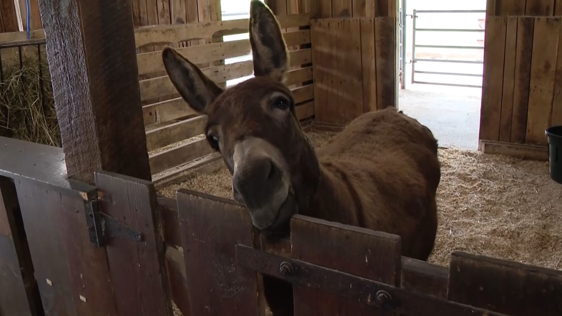 Suson Park is South St. Louis County's hidden gem | ksdk.com