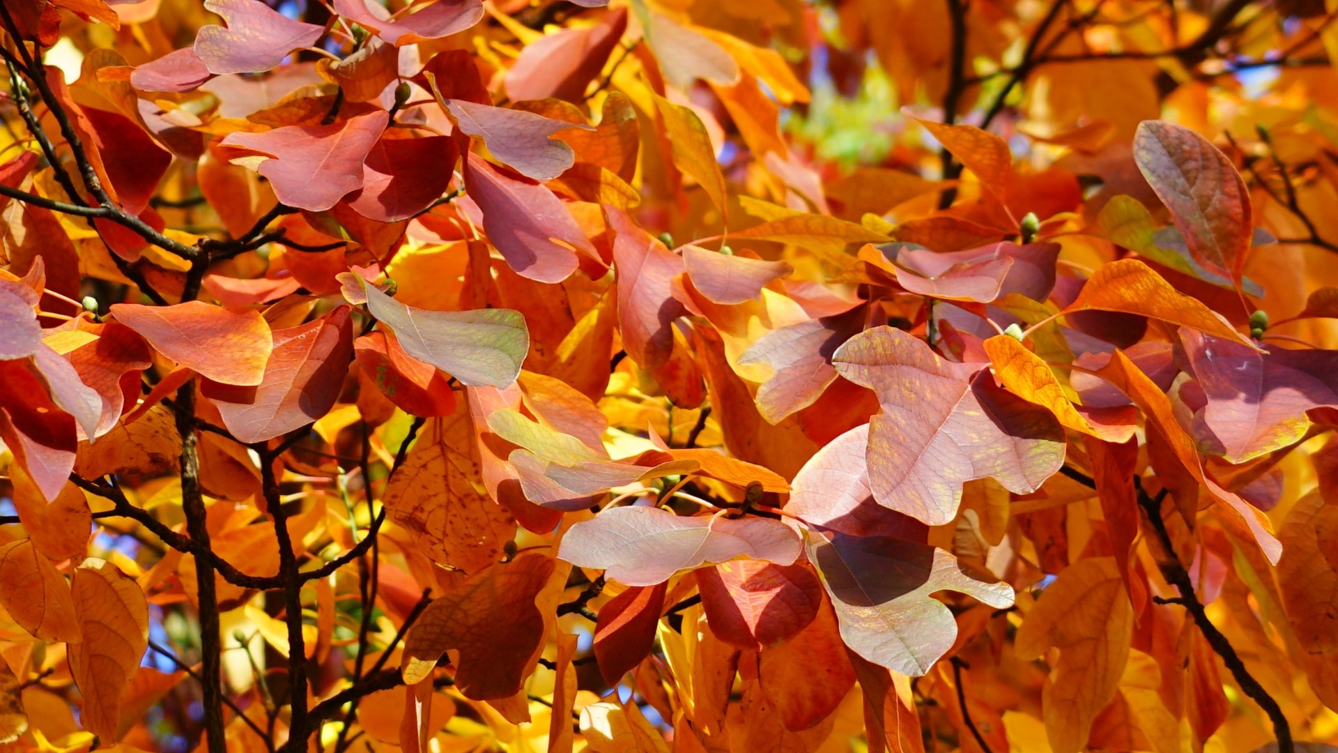 Fall colors in Missouri, Illinois: Trees with colorful leaves | ksdk.com