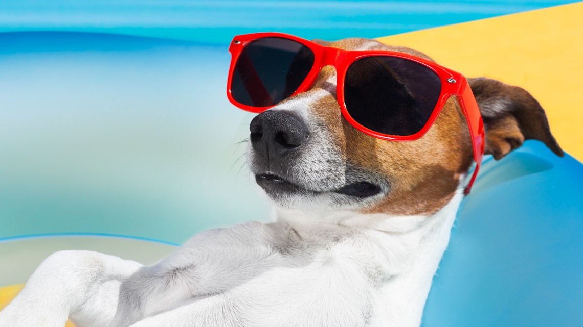 Take your dog for a swim at these St. Louis area pools | ksdk.com