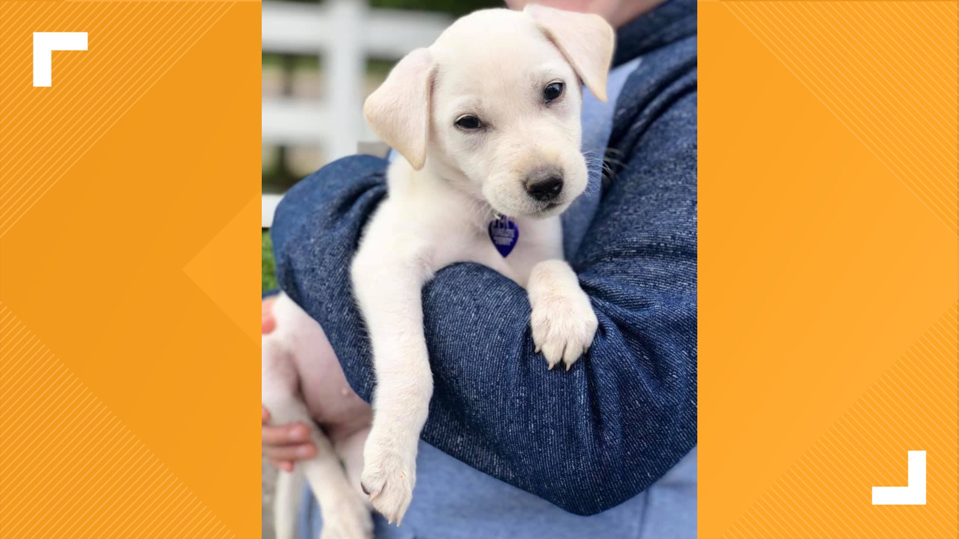Rescue dogs: National Rescue Dog Day | ksdk.com