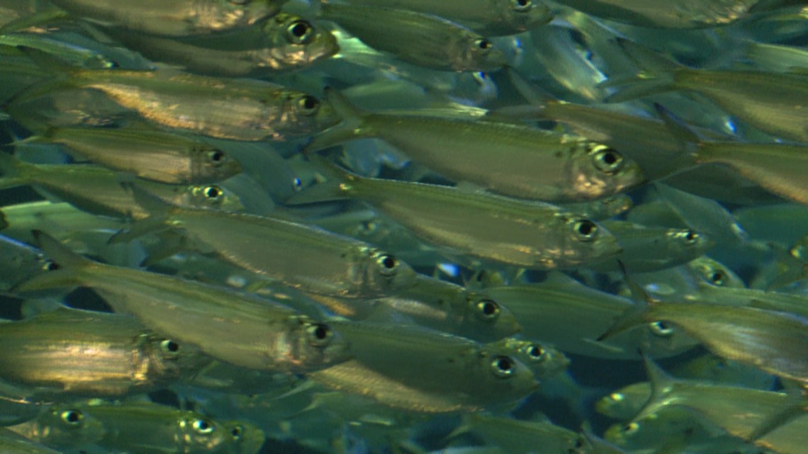 St. Louis Aquarium: A first look at Shark Canyon | ksdk.com