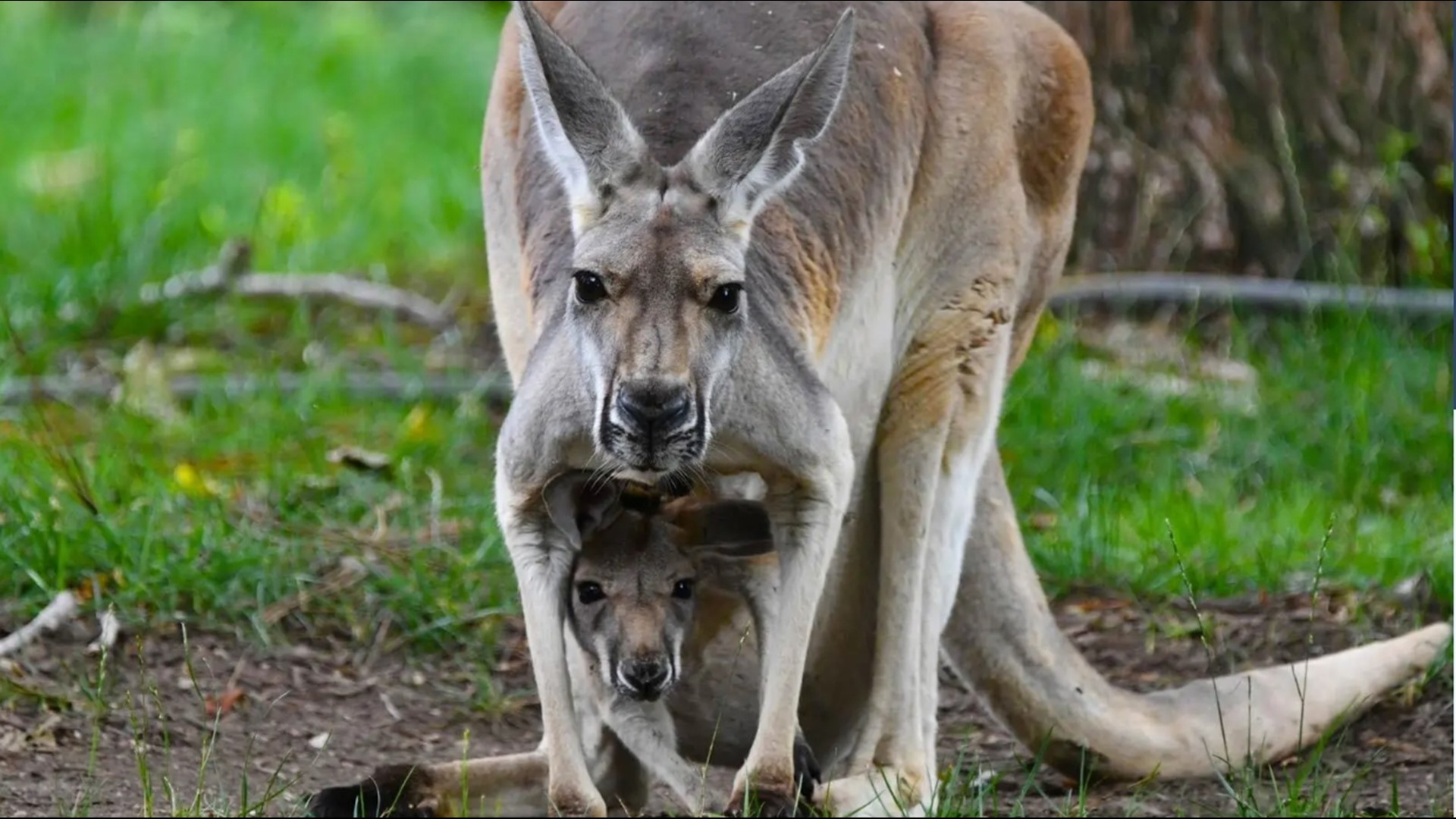 Adopt a red kangaroo for Mother's Day gift | ksdk.com