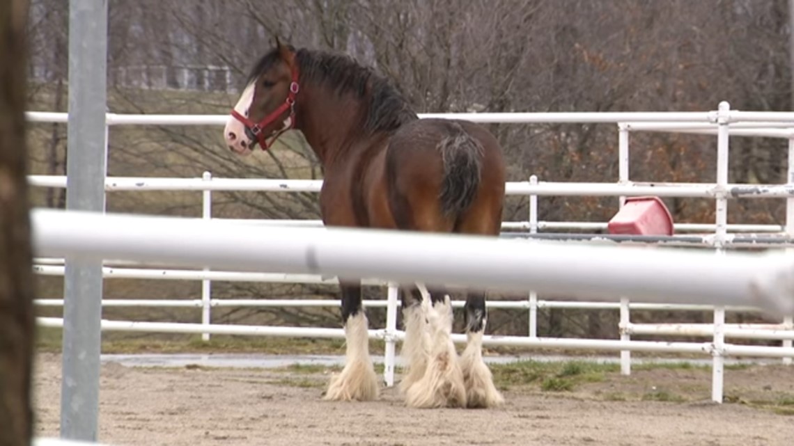 Budweiser Clydesdales' tails will no longer be shortened | ksdk.com