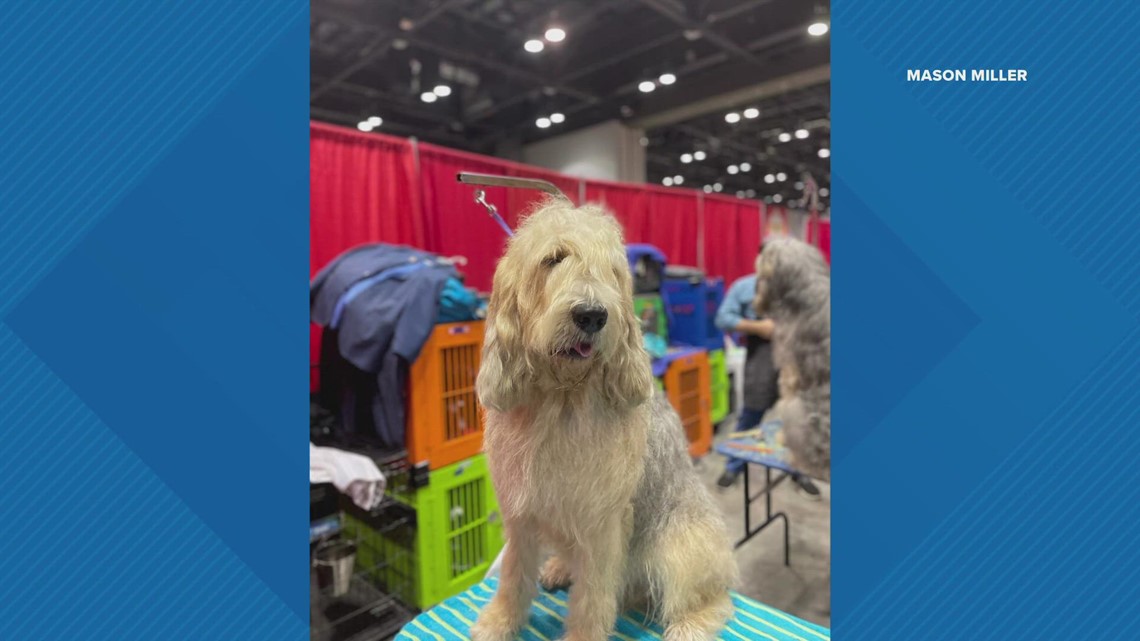 Search underway for rare missing dog in St. Louis area | ksdk.com