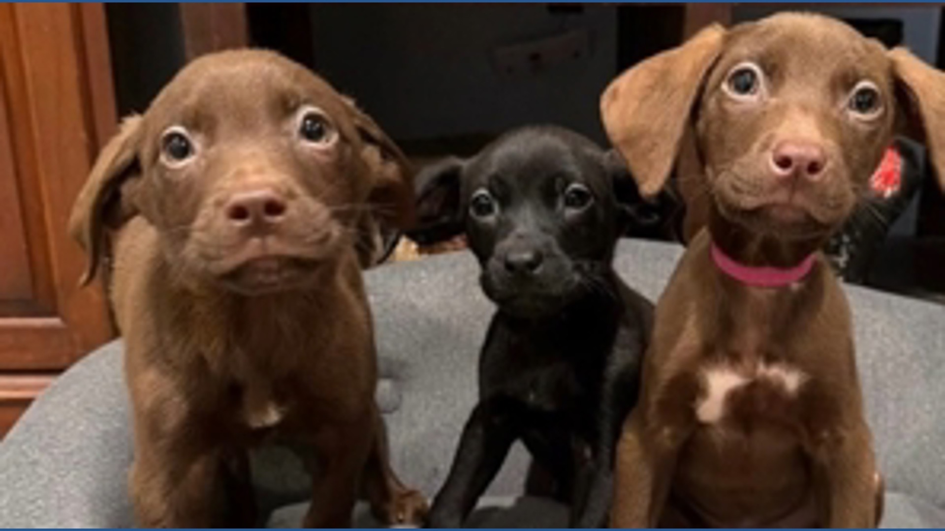Pets for adoption: Meet Stacy, Daggett and La Princess | ksdk.com