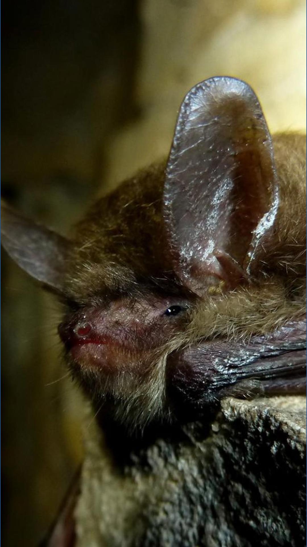 St. Charles data center threatens local endangered species ...